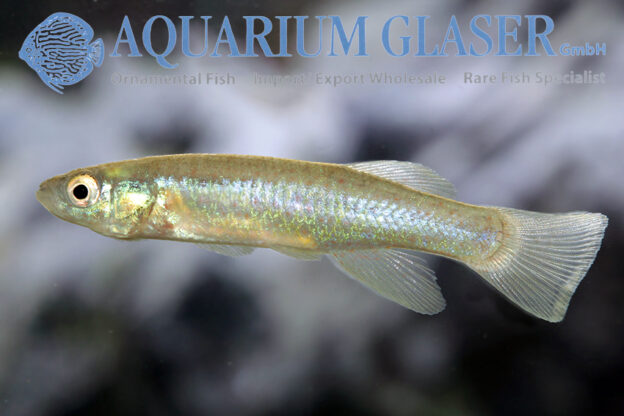 Fundulus julisia - Aquarium Glaser GmbH