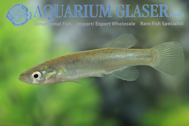 Fundulus julisia - Aquarium Glaser GmbH