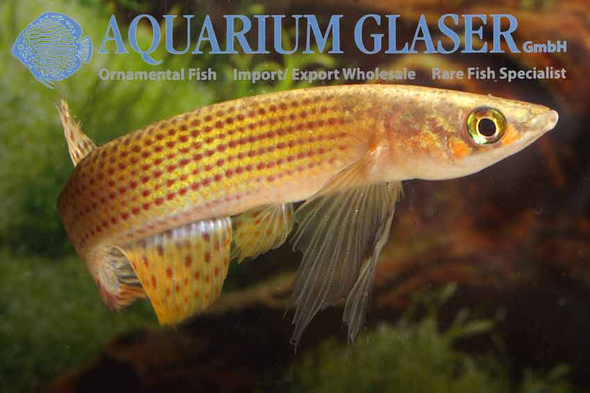 Moema hellneri (= M. cf. ortegai) - Aquarium Glaser GmbH