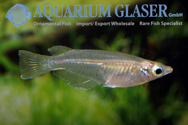 Oryzias dancena "Thailand" - Aquarium Glaser GmbH