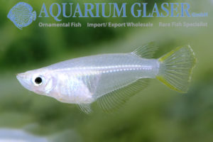 Oryzias javanicus - Aquarium Glaser GmbH