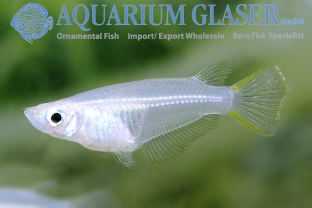 Oryzias javanicus - Aquarium Glaser GmbH