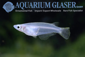 Oryzias javanicus - Aquarium Glaser GmbH