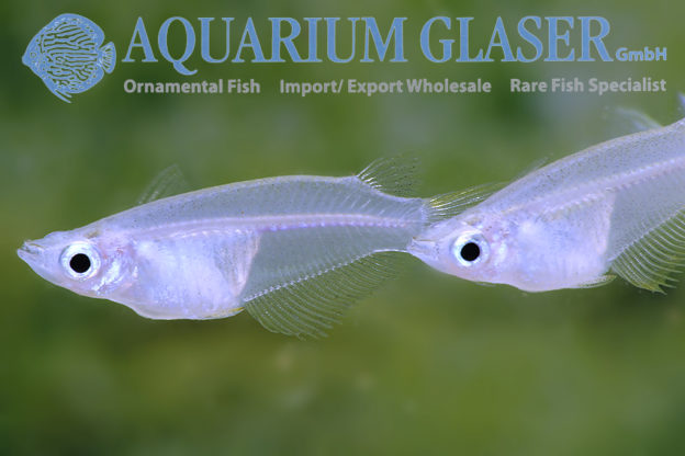Oryzias javanicus - Aquarium Glaser GmbH