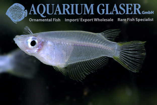 Oryzias javanicus - Aquarium Glaser GmbH