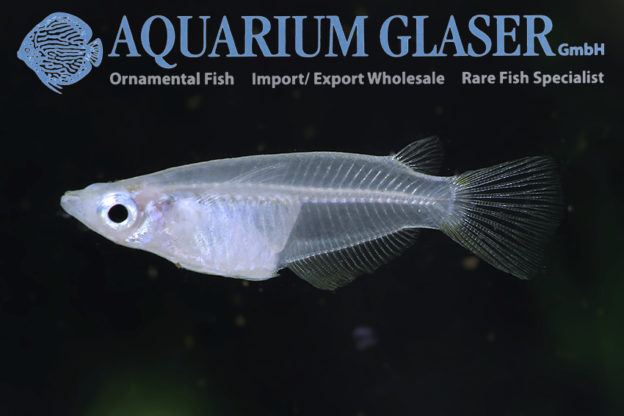 Oryzias javanicus - Aquarium Glaser GmbH