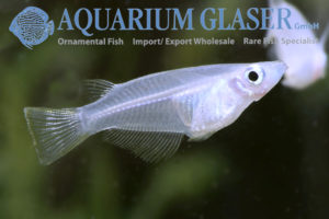 Oryzias javanicus - Aquarium Glaser GmbH