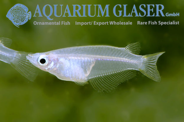 Oryzias javanicus - Aquarium Glaser GmbH