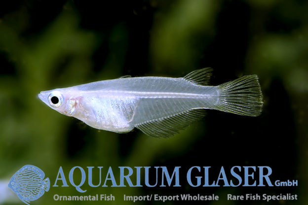Oryzias javanicus - Aquarium Glaser GmbH
