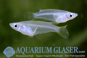 Oryzias javanicus - Aquarium Glaser GmbH