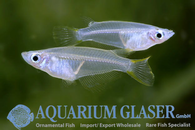 Oryzias - Aquarium Glaser GmbH