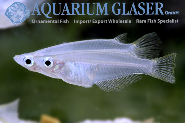 Oryzias javanicus - Aquarium Glaser GmbH