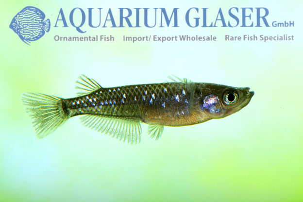 Oryzias latipes "Medaka Black" - Aquarium Glaser GmbH