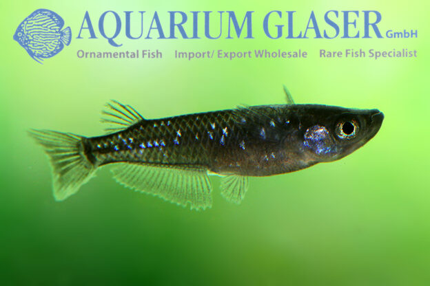 Oryzias latipes "Medaka Black" - Aquarium Glaser GmbH