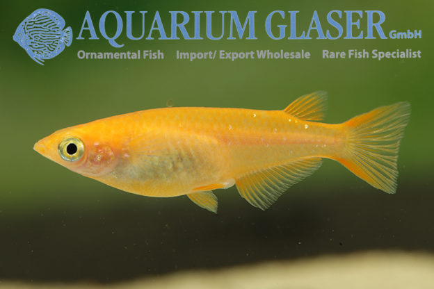 Oryzias latipes „PINK“ - Aquarium Glaser GmbH