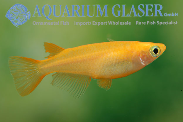 Oryzias latipes „PINK“ - Aquarium Glaser GmbH