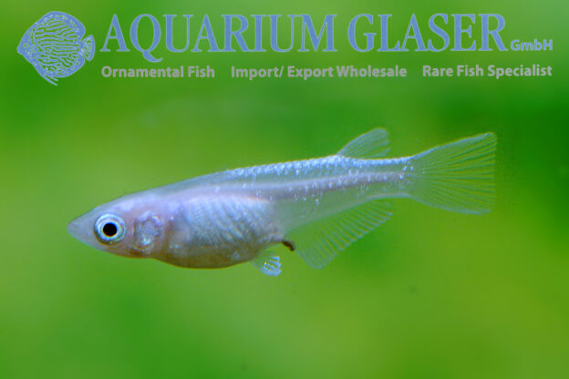 Oryzias latipes “Sparkled Blue” - Aquarium Glaser GmbH