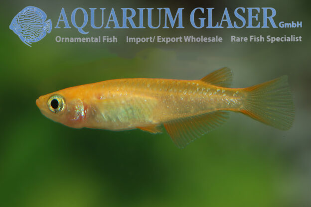 Oryzias latipes “Sparkled Orange” - Aquarium Glaser GmbH