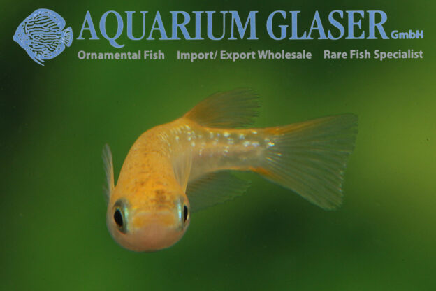 Oryzias latipes „Sparkled Orange“ - Aquarium Glaser GmbH