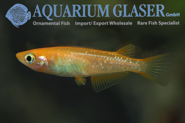 Oryzias latipes „Sparkled Orange“ - Aquarium Glaser GmbH