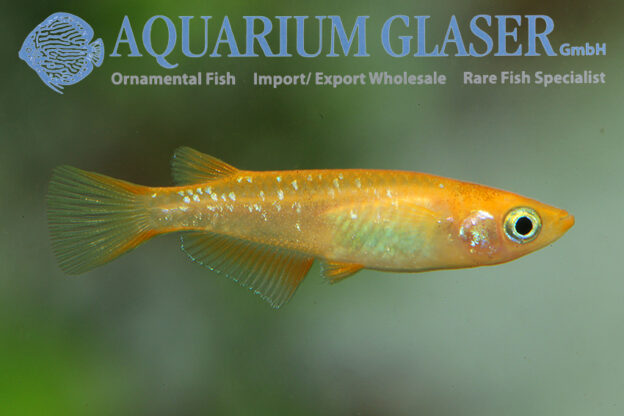 Oryzias latipes “Sparkled Orange” - Aquarium Glaser GmbH