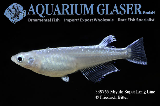 Oryzias latipes - Medaka-Zuchtformen - Aquarium Glaser GmbH