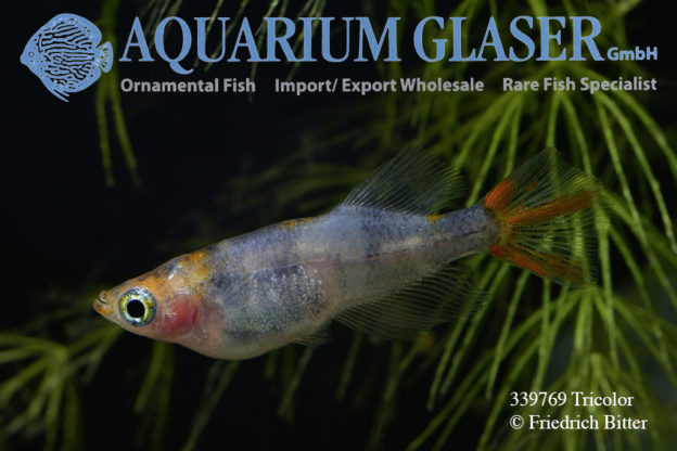 Oryzias latipes - Medaka-Zuchtformen - Aquarium Glaser GmbH