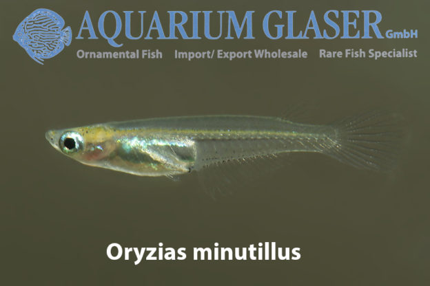 Oryzias minutillus - Aquarium Glaser GmbH