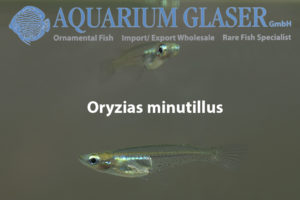 Oryzias minutillus - Aquarium Glaser GmbH