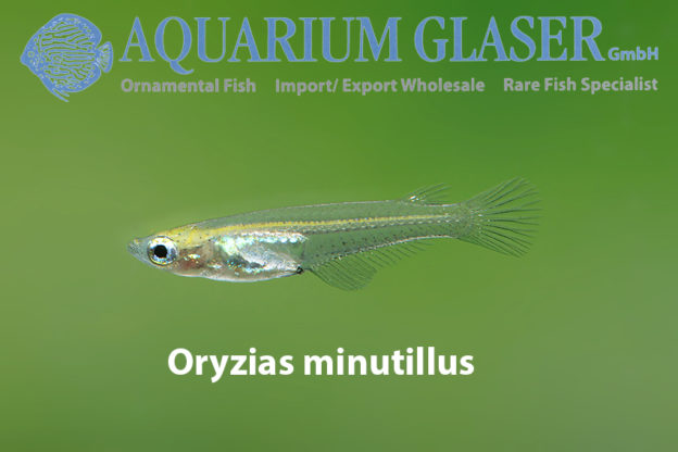 Oryzias minutillus - Aquarium Glaser GmbH