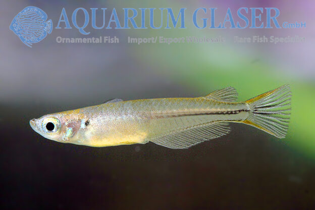 Oryzias pectoralis Vietnam - Aquarium Glaser GmbH