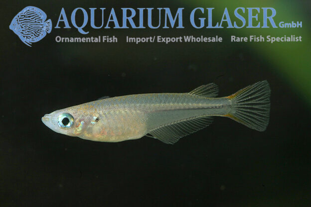 Oryzias pectoralis Vietnam - Aquarium Glaser GmbH