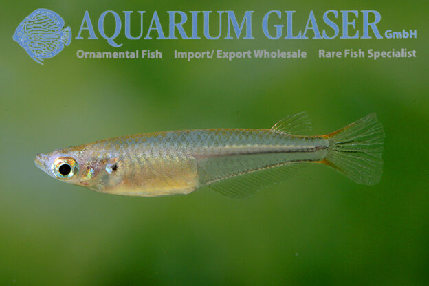 Oryzias pectoralis Vietnam - Aquarium Glaser GmbH