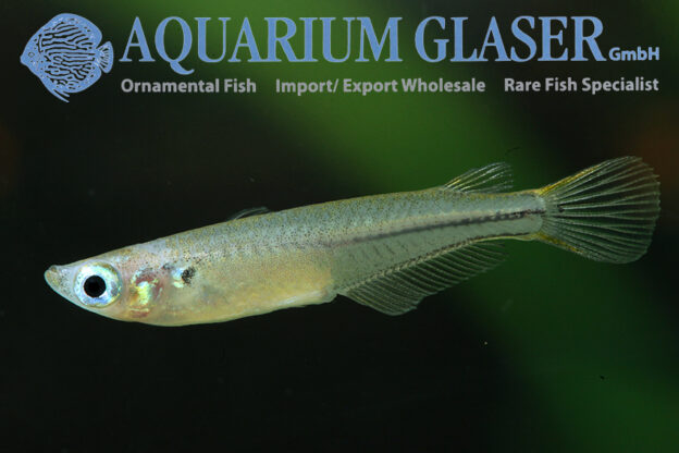 Oryzias pectoralis Vietnam - Aquarium Glaser GmbH