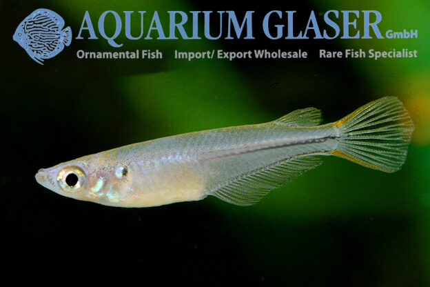 Oryzias pectoralis Vietnam - Aquarium Glaser GmbH