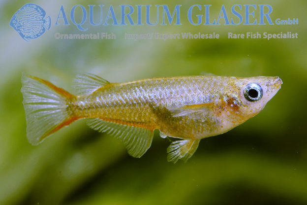 Oryzias woworae - Aquarium Glaser GmbH