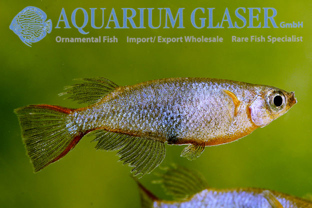 Oryzias woworae - Aquarium Glaser GmbH