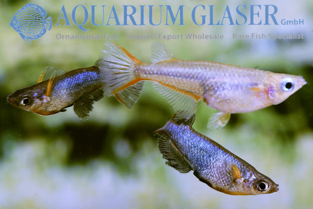 Oryzias woworae - Aquarium Glaser GmbH