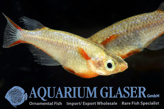 Oryzias - Aquarium Glaser GmbH