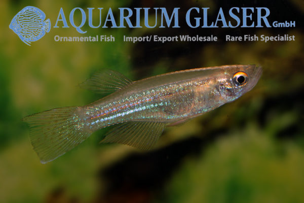 Procatopus aberrans - Aquarium Glaser GmbH