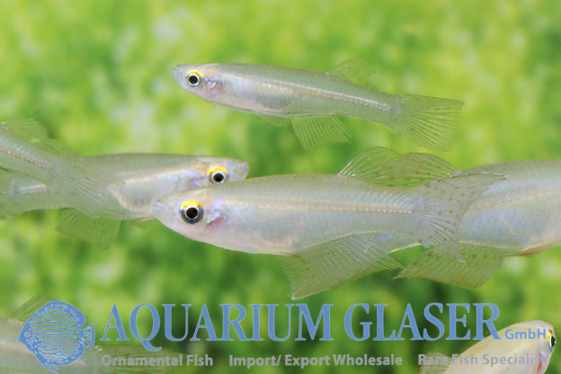 Procatopus aberrans - Aquarium Glaser GmbH