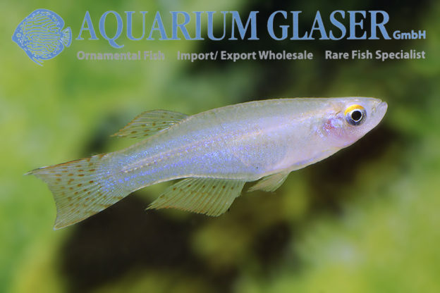 Procatopus aberrans - Aquarium Glaser GmbH