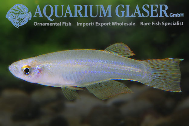 Procatopus aberrans - Aquarium Glaser GmbH