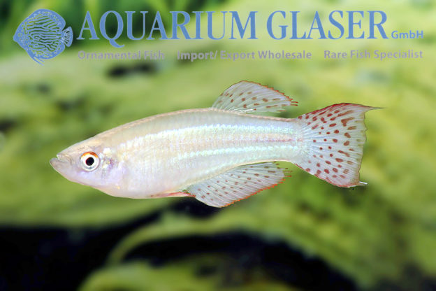 Procatopus aberrans - Aquarium Glaser GmbH