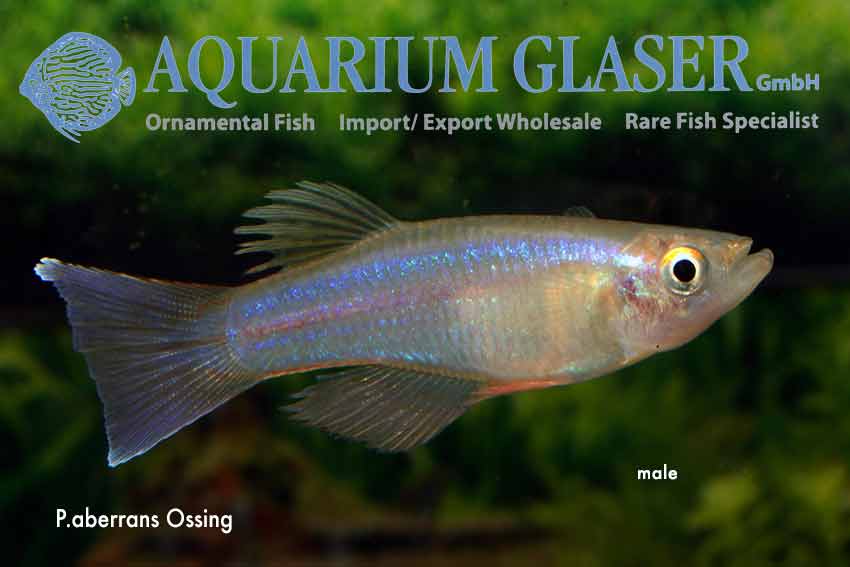 Procatopus aberrans and P. nototaenia - Aquarium Glaser GmbH