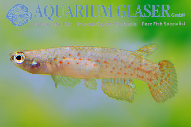 Anablepsoides collieri (formerly: Rivulus ornatus) - Aquarium Glaser GmbH