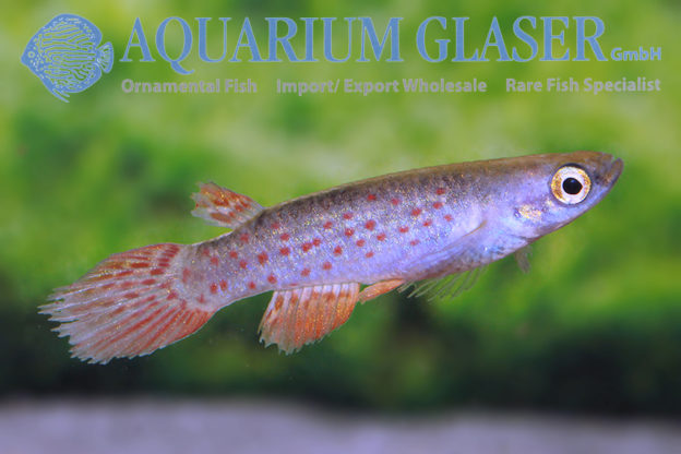 Anablepsoides collieri (früher: Rivulus ornatus) - Aquarium Glaser GmbH