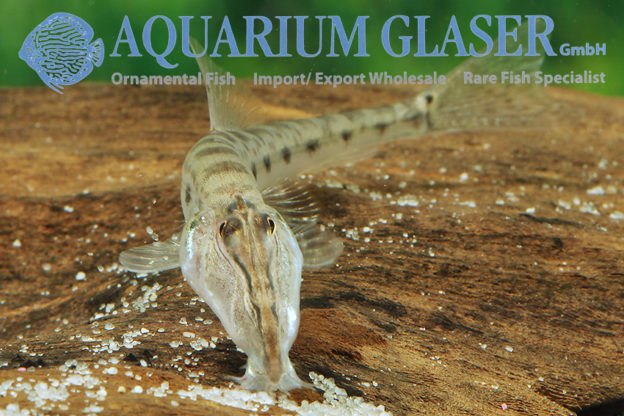 Acantopsis dialuzona - Aquarium Glaser GmbH