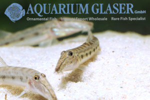 Acantopsis dialuzona - Aquarium Glaser GmbH
