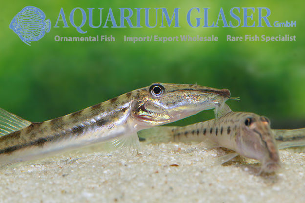 Acantopsis dialuzona - Aquarium Glaser GmbH